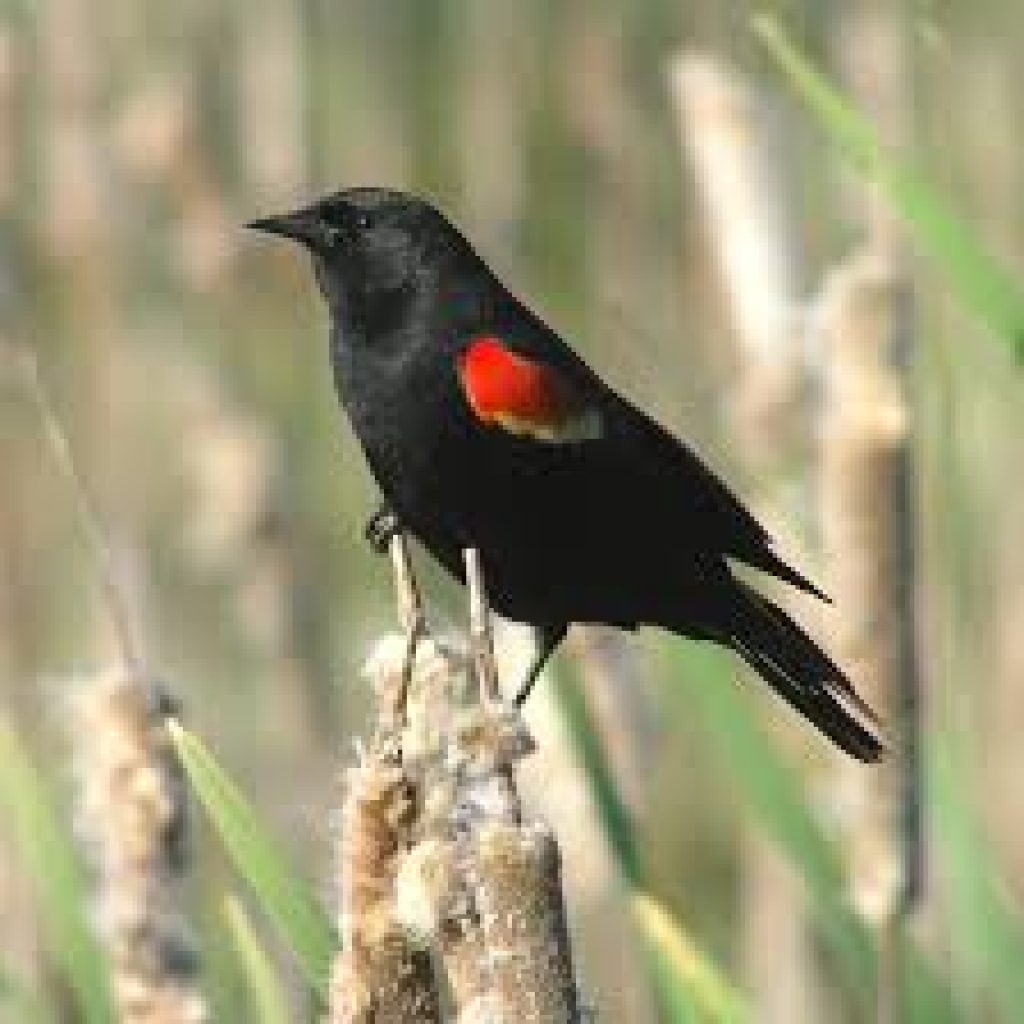 Adult Birding | New Canaan Nature Center